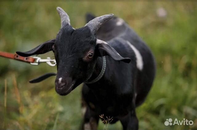 Нубийский козёл 50 процентный