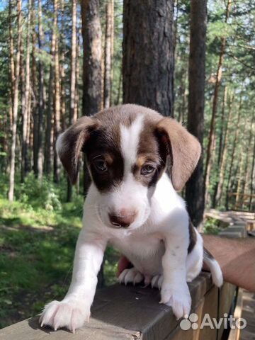 Собака в добрые руки фенотип Джек рассел