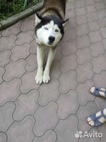 Собаки бесплатно хаски