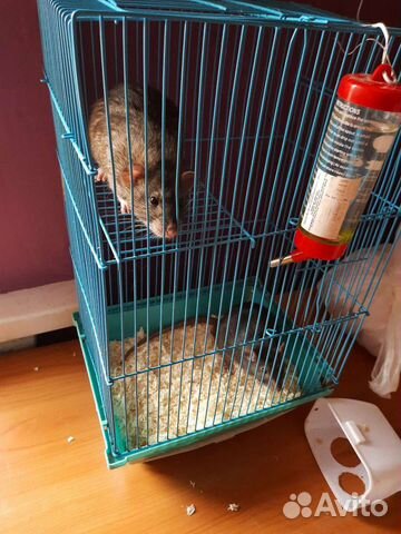 2 крысы мальчика с клеткой