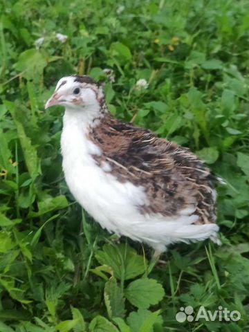 Перепела продажа
