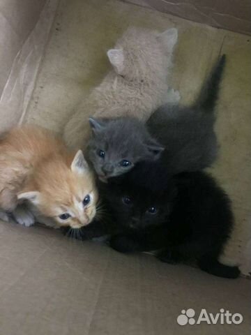 Кошки в добрые руки бесплатно