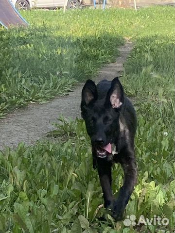 Щенок - Барт