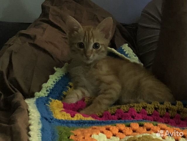 Кот-охотник