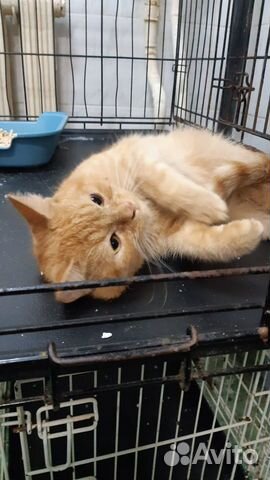 Отдам солнечного кота в добрые руки