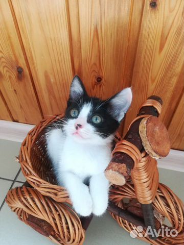 Мимишный Котёнок ищет семью