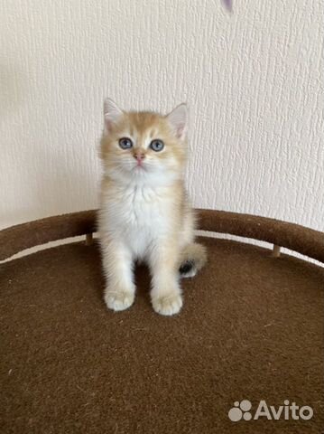 Милый котик Ellis