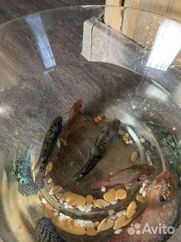 Хромис красавец