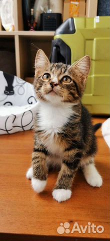 Котята мальчики 2,5 мес