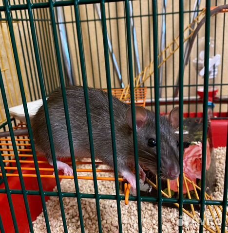 Отдам Крысу бесплатно