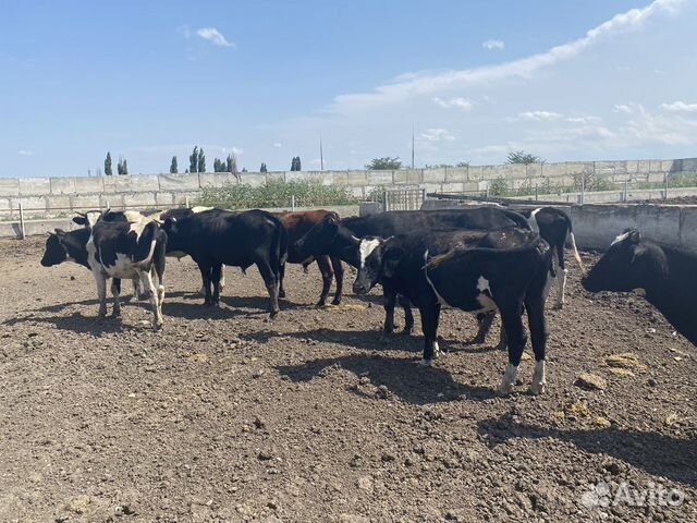 Бычки 8-10 мес