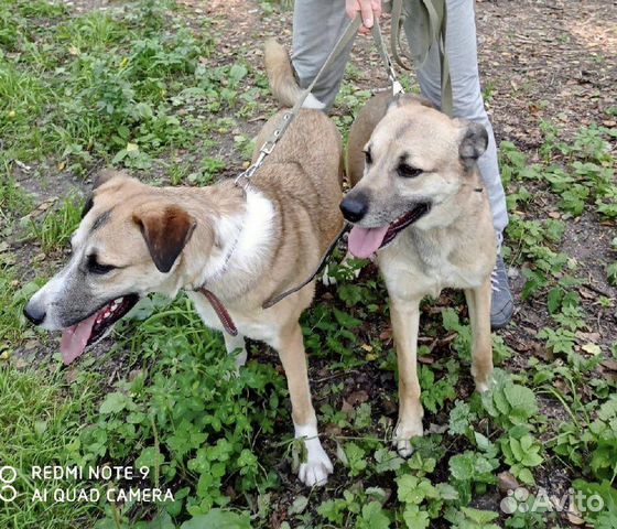 Пёс Дик и пёс Антон ищую хозяев. В хорошие руки