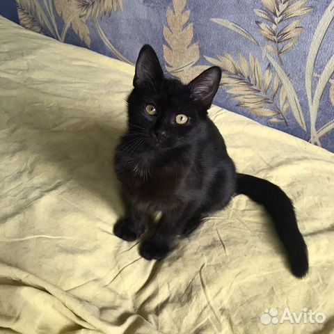 Черная пантерка котенок