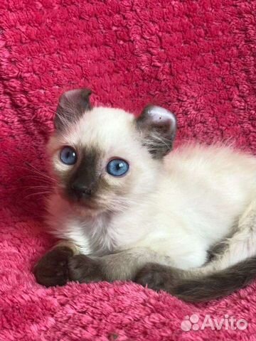 Невероятно волшебные Эльфы ищут любящих родителей