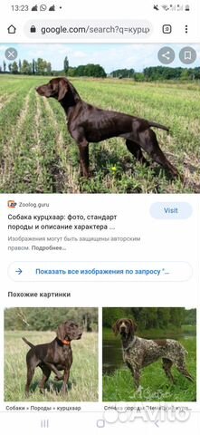 Курцхаар. Приму в дар хорошего курухаара