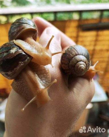 Улитки ахатины бесплатно 4 милахи