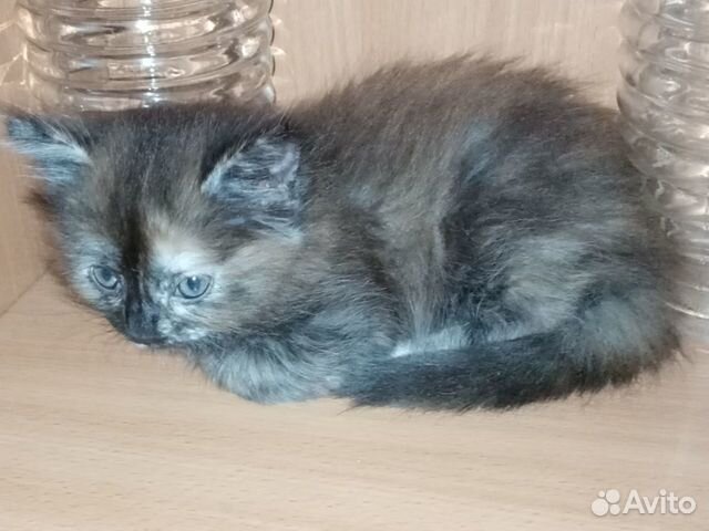 Котенок в добрые руки девочка разноцветная