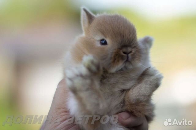 Мальчик минор рыжий