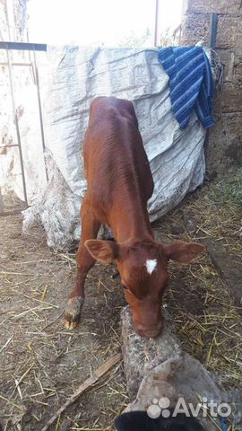 Телята бычки