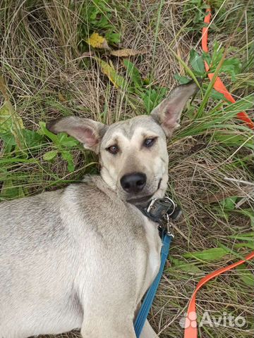 Добрая собака в любящие руки