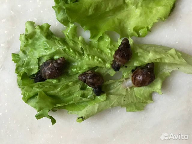 Отдам улиток ахатин в хорошие руки