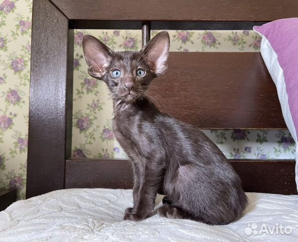 Ориентальный котенок от чемпионов