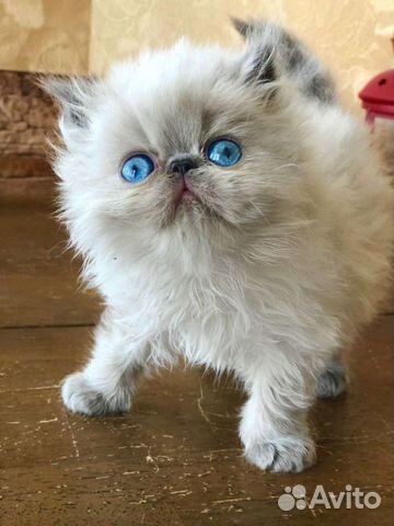 Персидские котята