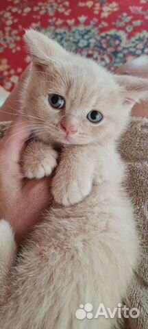 Британские котята кремовый окрас