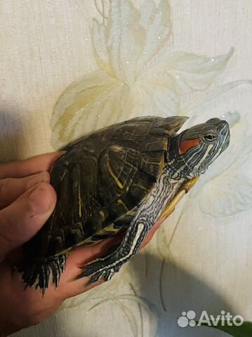 Красноухая черепаха бесплатно