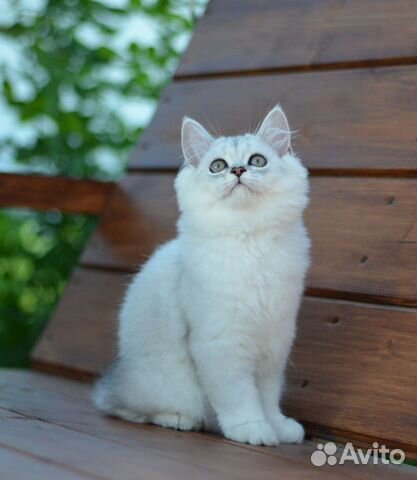 Мальчик хайленд ns11