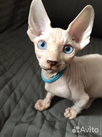 Котик канадский сфинкс