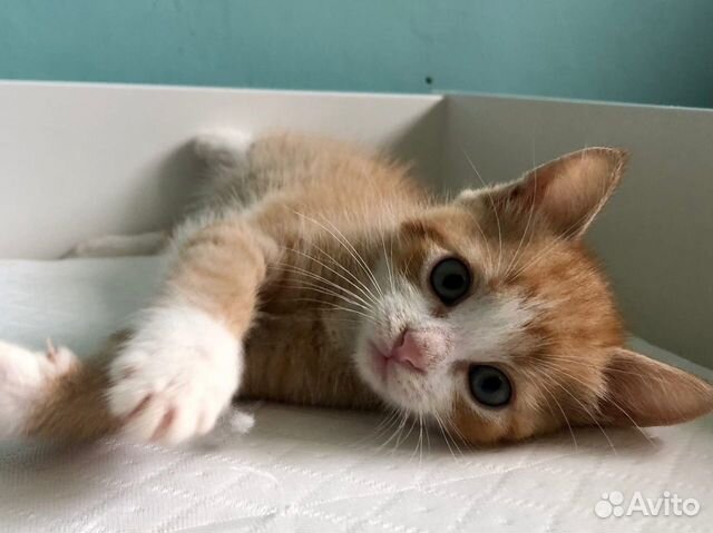 Котята-мальчики в добрые руки