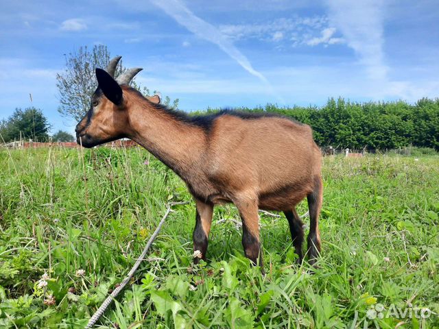 Козлик альпийский ч/п