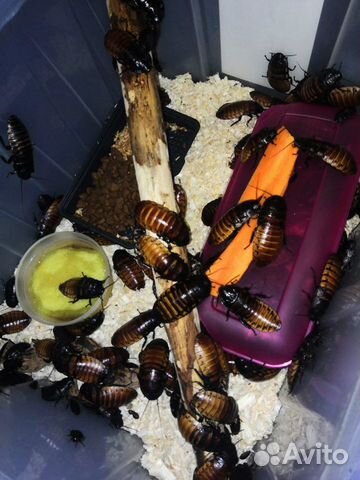 Мадагаскарские тараканы