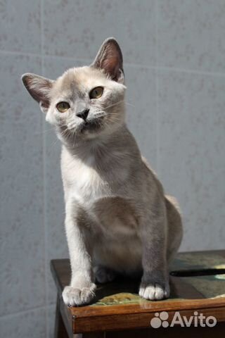 Бурманская кошка