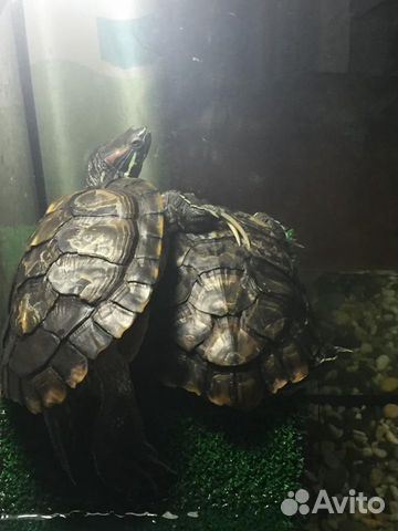 Черепаха