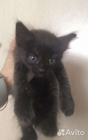 Котенок красавчик (мальчик)