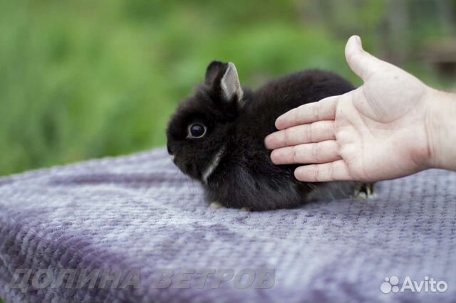 Львиноголовая девочка, чёрный оттер