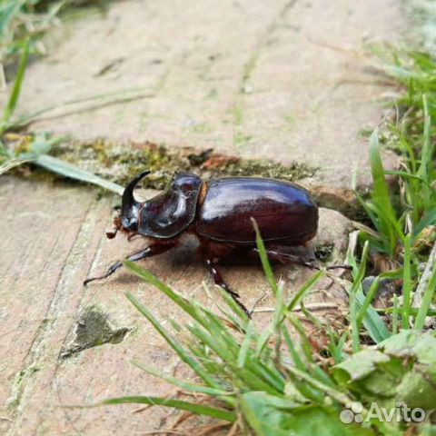 Жук-носорог