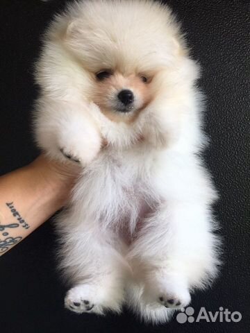 Померанский шпиц мини