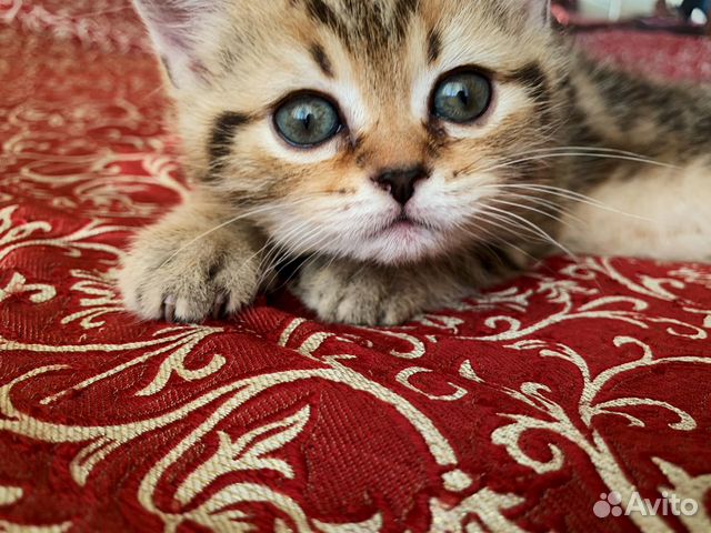 Шотландские котята