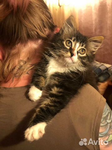 Котенок невероятный