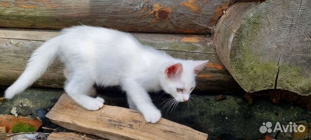 Белые котята