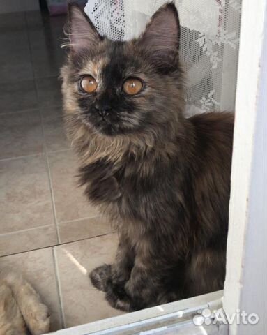 Котенок в добрые руки