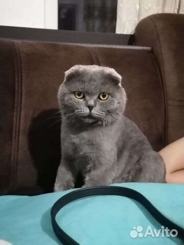Британец кот вязка