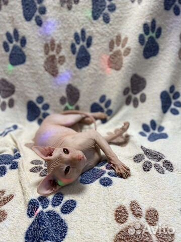 Донской сфинкс кот