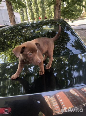 Продам сабаку