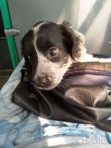 Русский спаниель