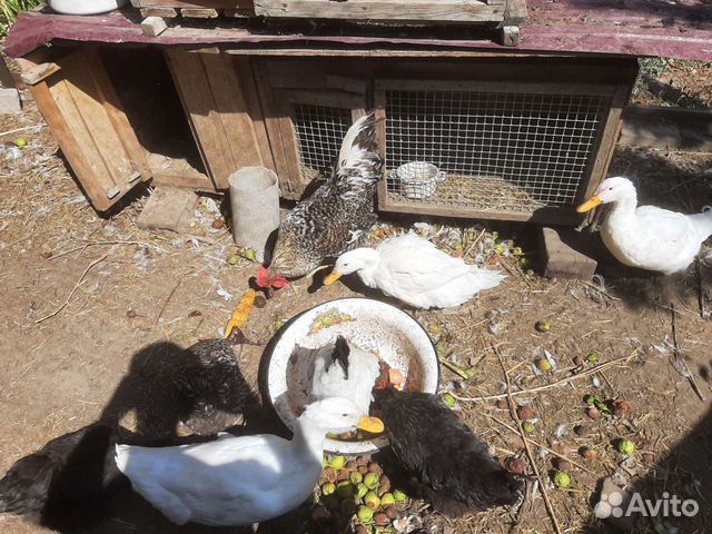 Куры, утки