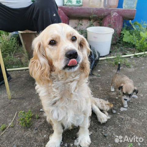 Щенки от мамы спаниеля в добрые руки